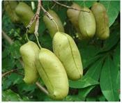 What is 5-HTP? - Chrogene Life Science,Inc.